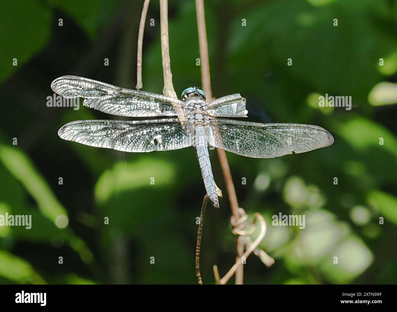 Great Blue Skimmer (Libellula vibrans) Insecta Stock Photo - Alamy