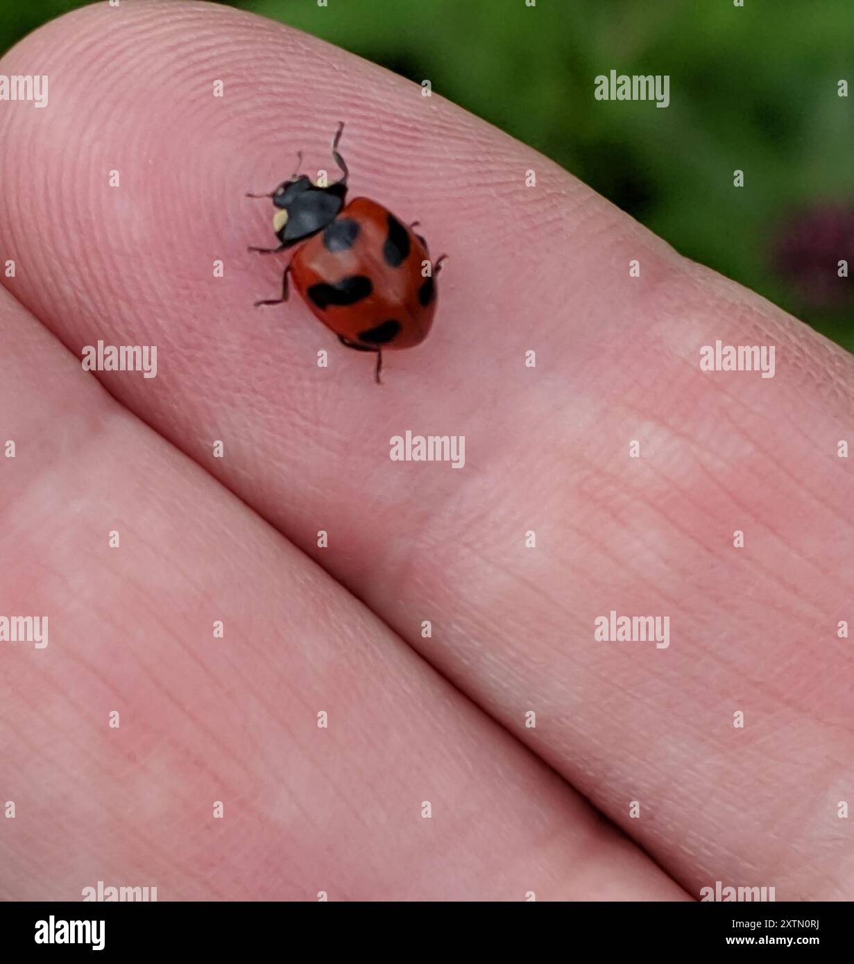 Mountain Lady Beetle (Coccinella monticola) Insecta Stock Photo - Alamy