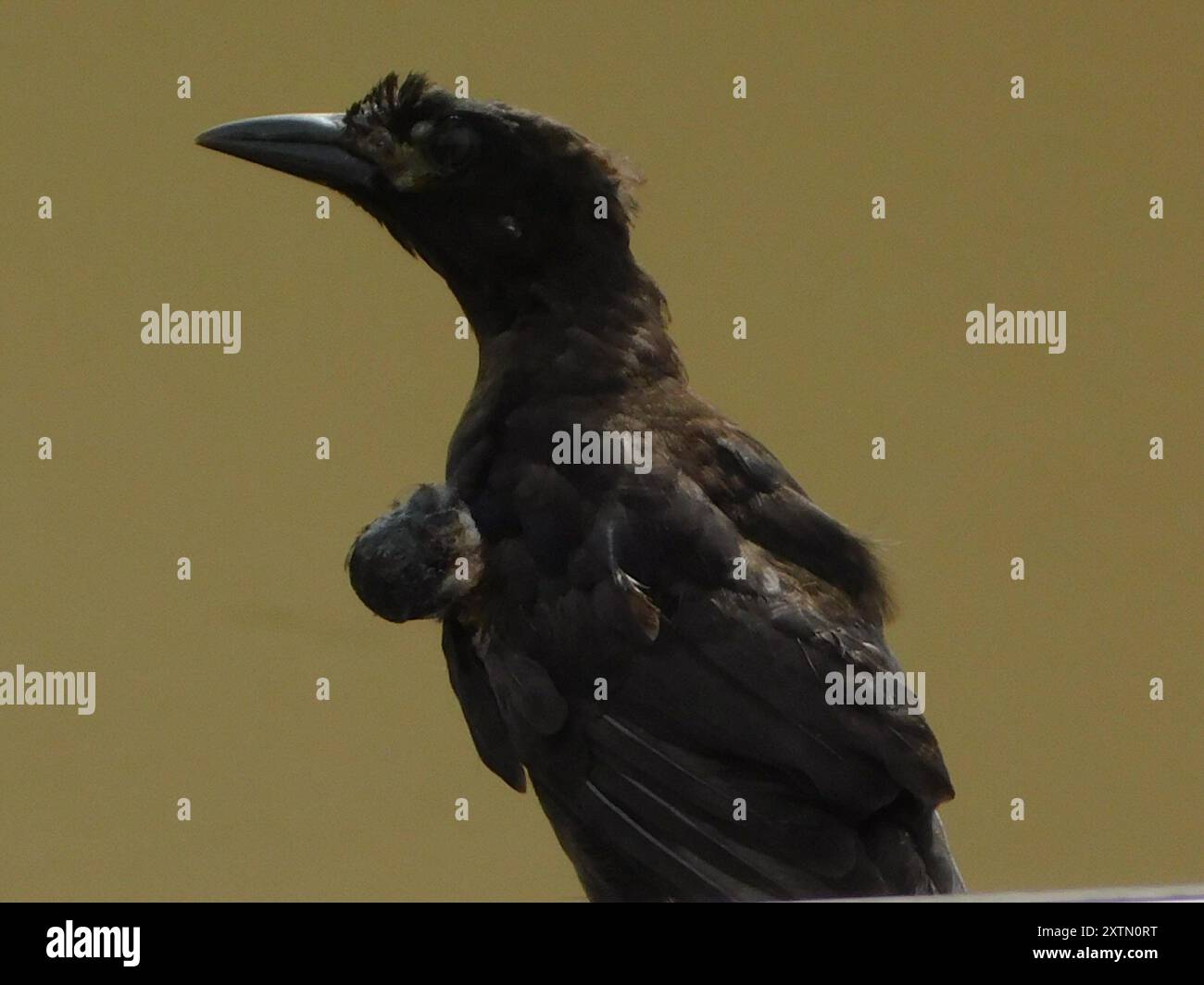 Avian pox viruses (Avipoxvirus Stock Photo - Alamy