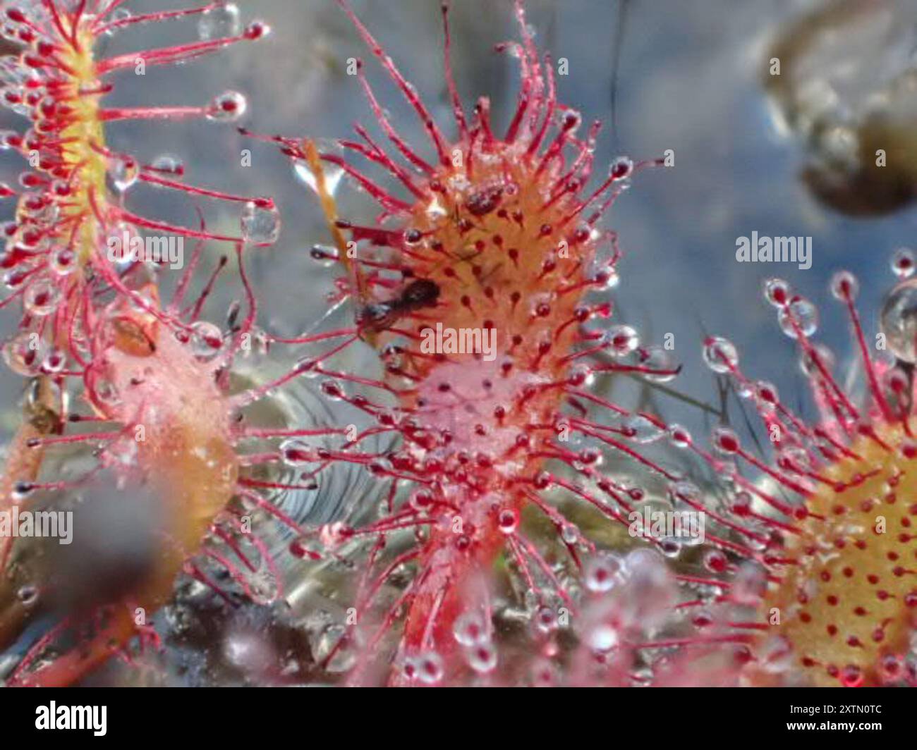Great Sundew (Drosera anglica) Plantae Stock Photo - Alamy