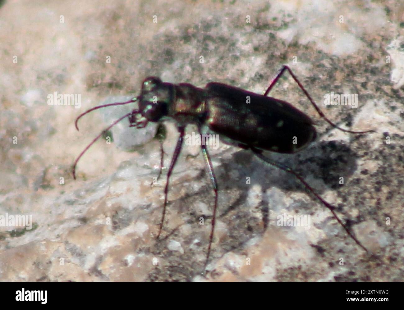 Punctured Tiger Beetle (Cicindela punctulata) Insecta Stock Photo - Alamy