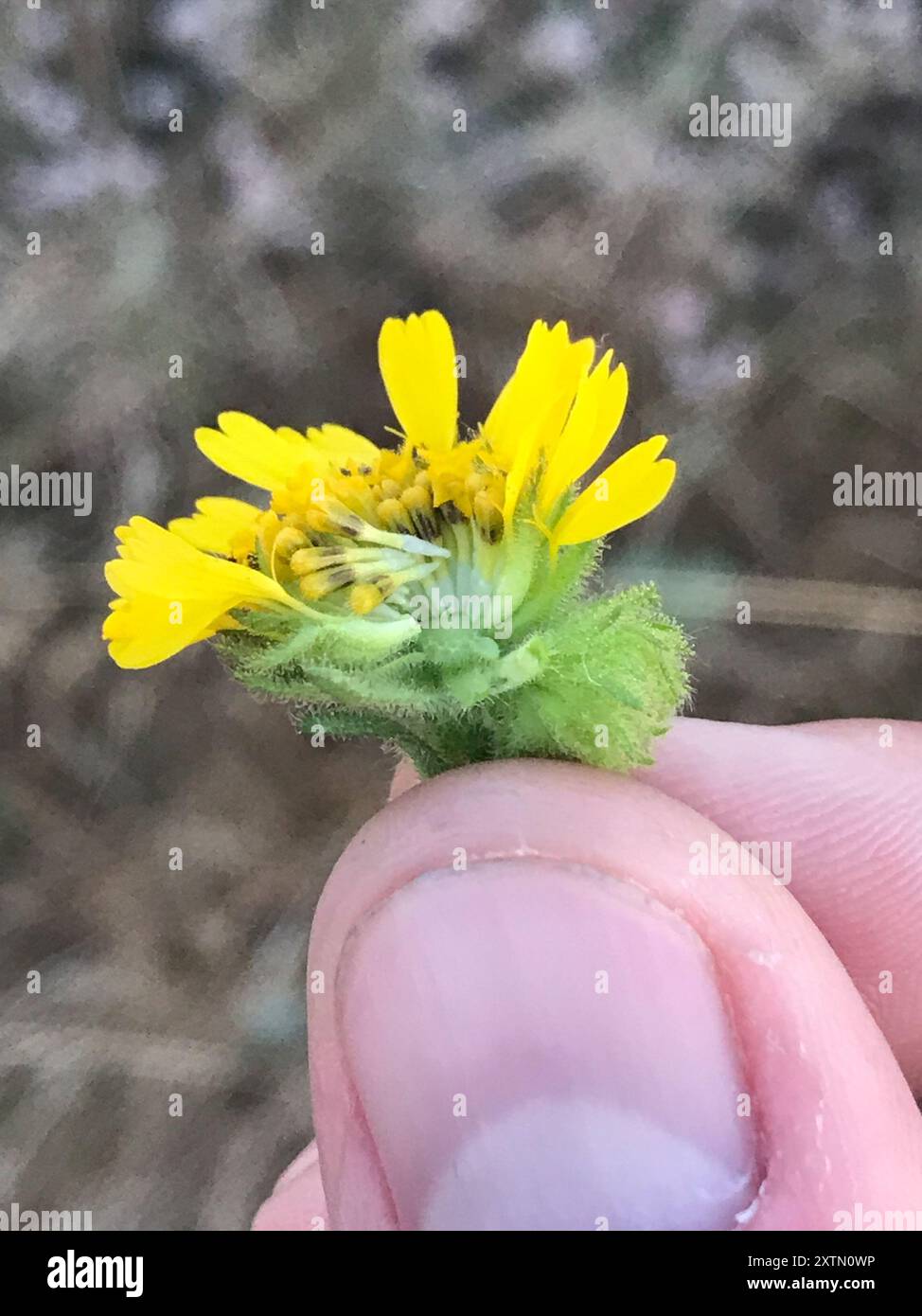 Coastal Tarweed (Deinandra corymbosa) Plantae Stock Photo - Alamy