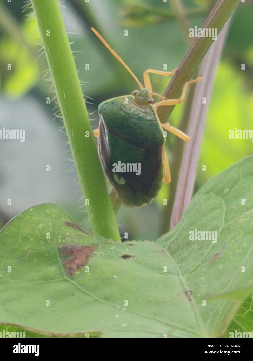 (Ascra bifida) Insecta Stock Photo - Alamy