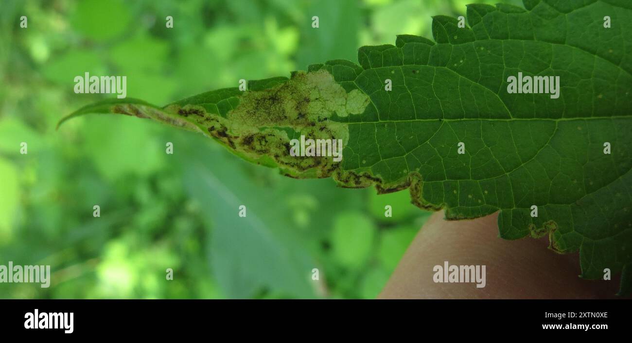 (Calycomyza verbenae) Insecta Stock Photo - Alamy