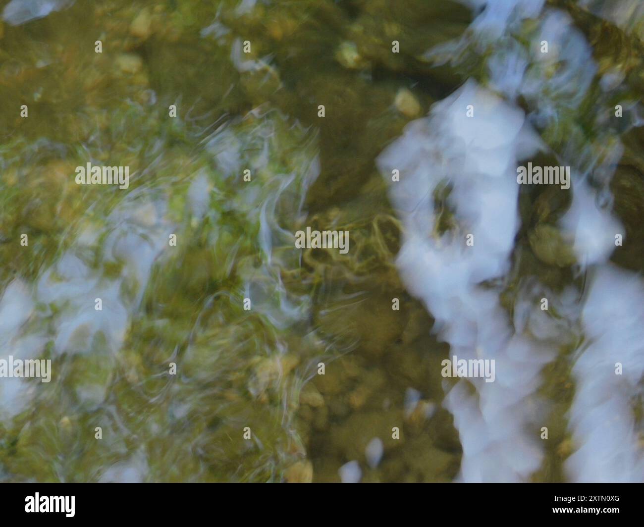 Checkered Puffer (Sphoeroides testudineus) Actinopterygii Stock Photo ...