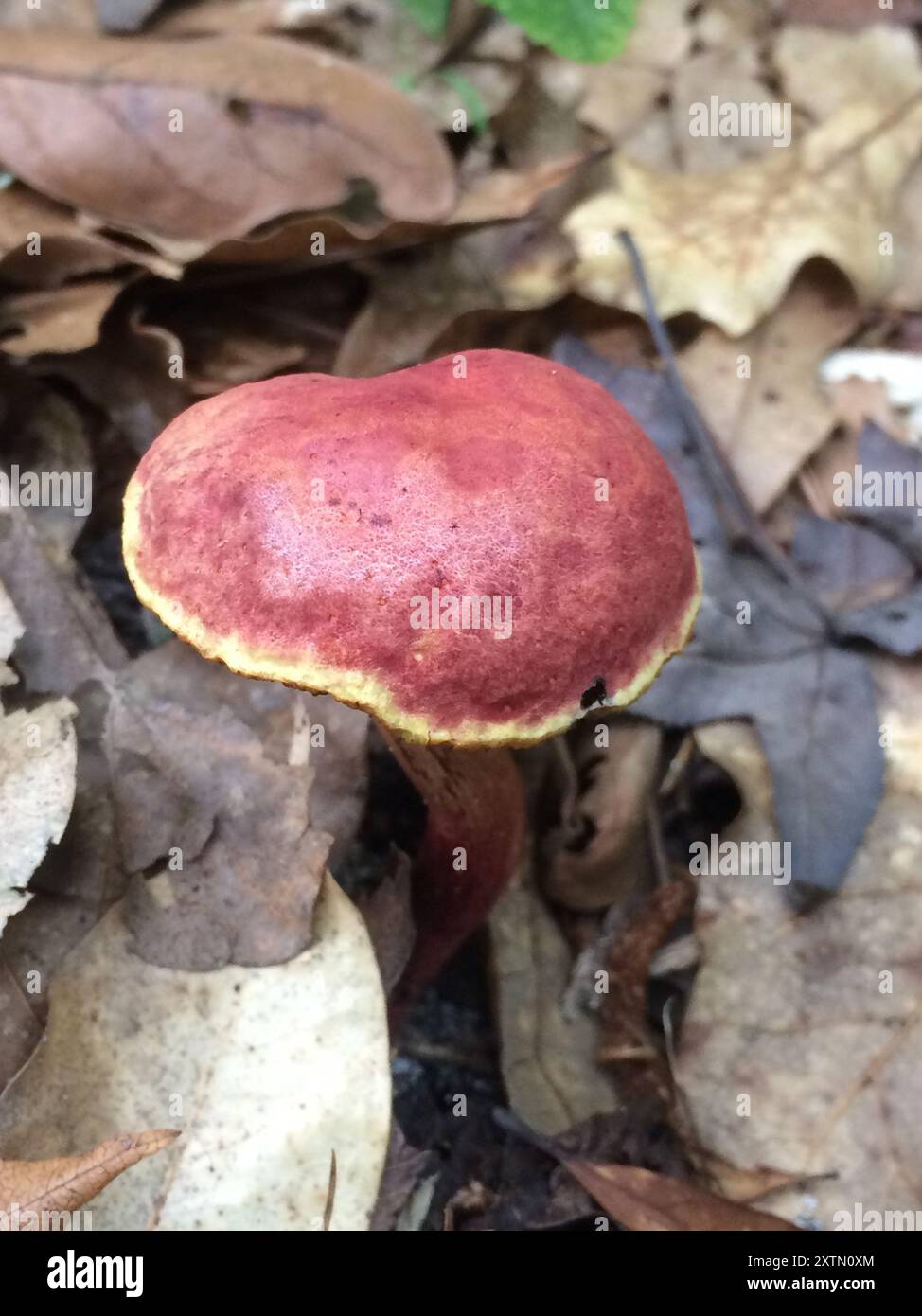 Ruby Bolete (Hortiboletus rubellus) Fungi Stock Photo - Alamy