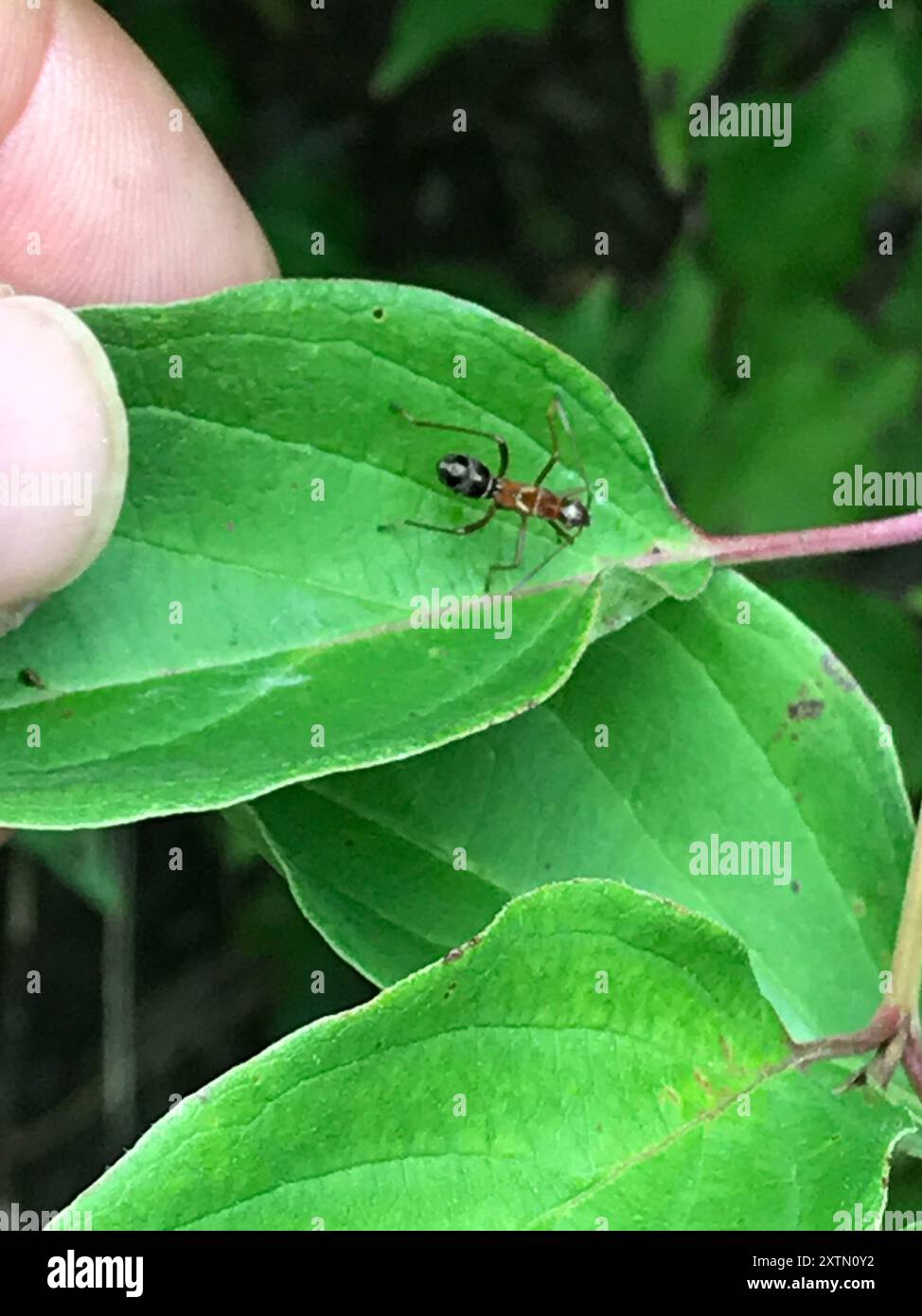 Texas Bow-legged Bug (Hyalymenus tarsatus) Insecta Stock Photo - Alamy
