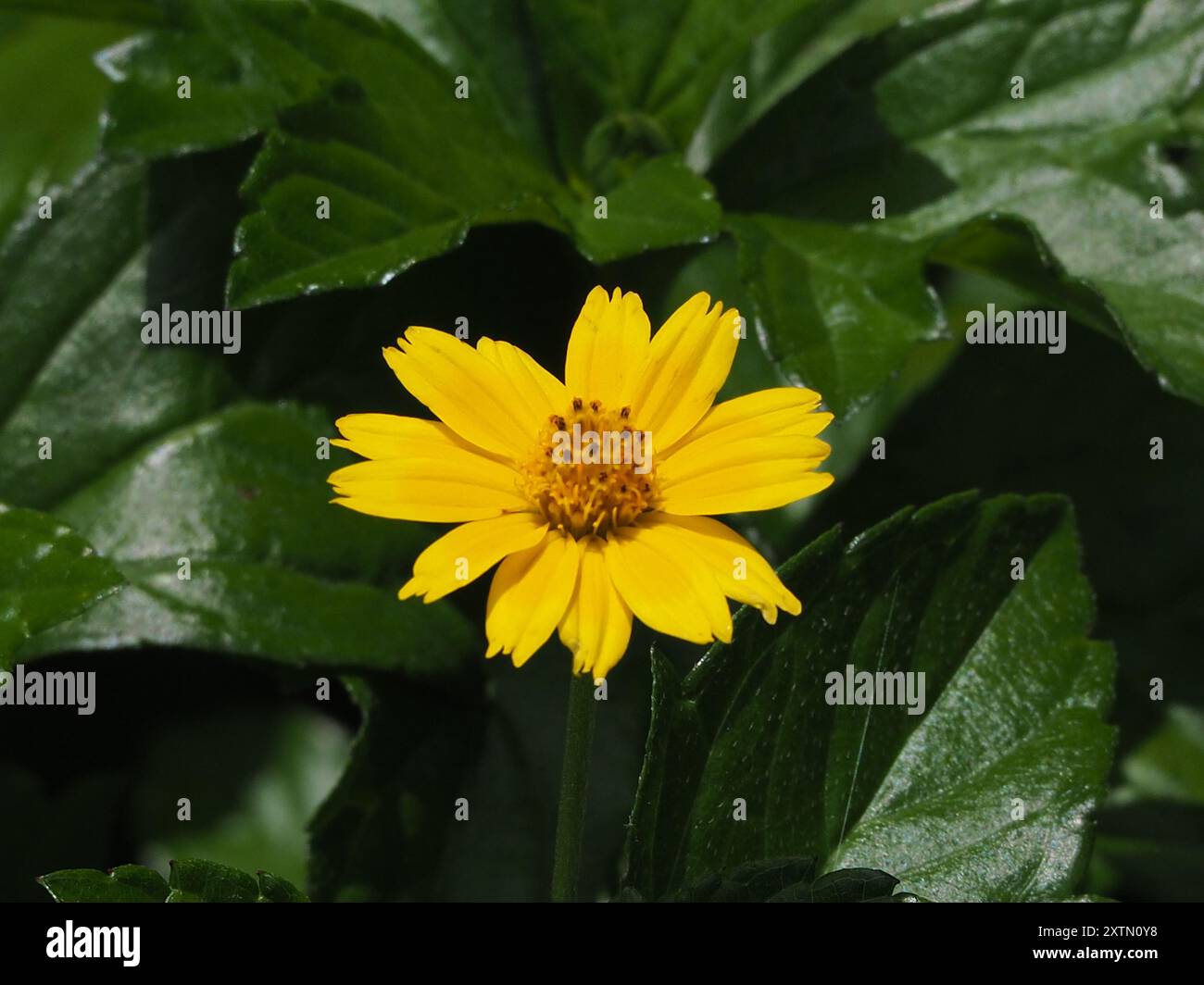 trailing daisy (Sphagneticola trilobata) Plantae Stock Photo - Alamy