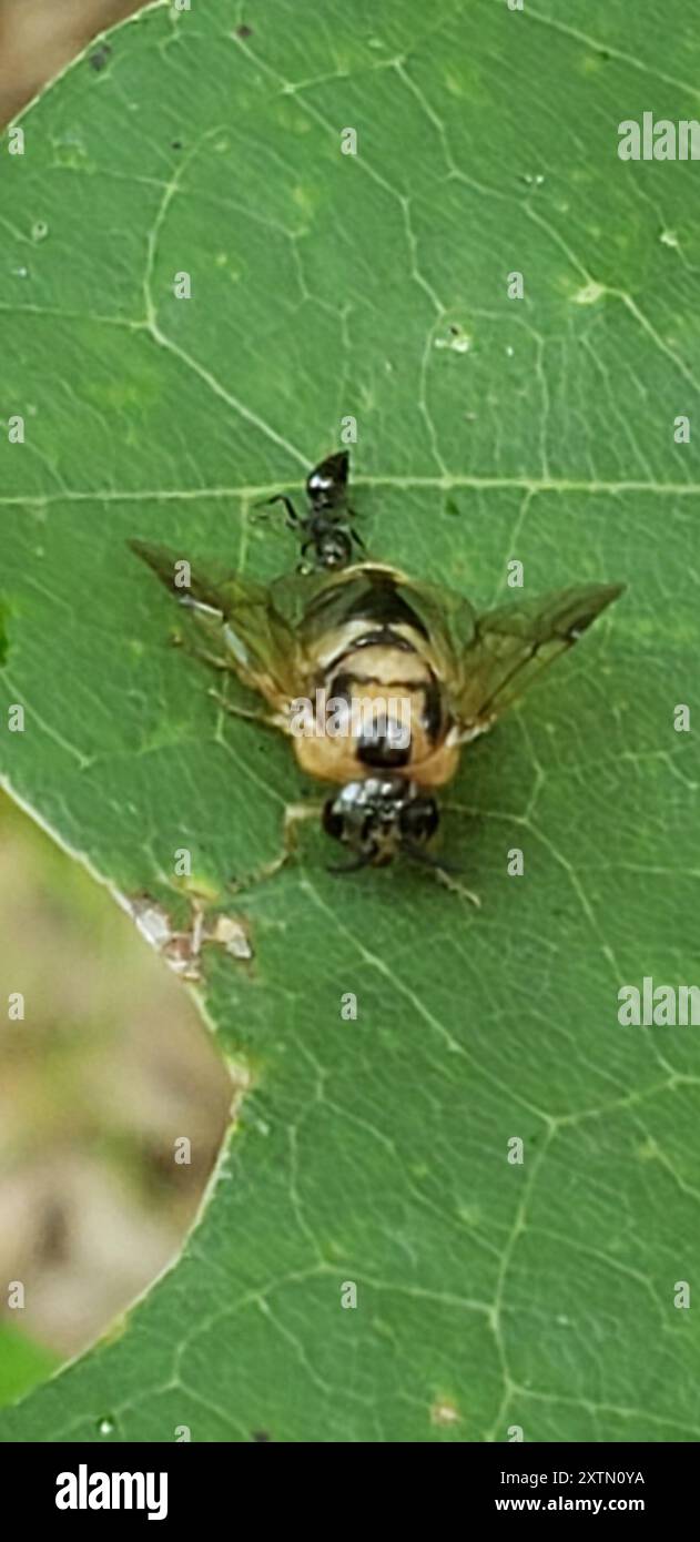 Conifer Sawflies (Diprionidae) Insecta Stock Photo - Alamy