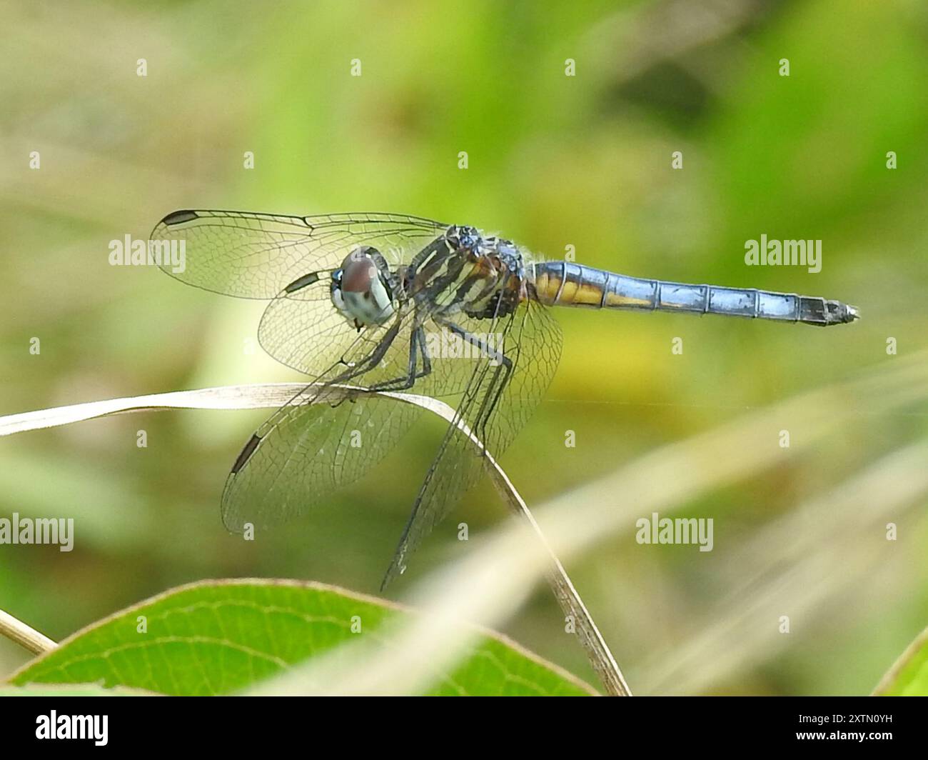 Blue Dasher (Pachydiplax longipennis) Insecta Stock Photo - Alamy