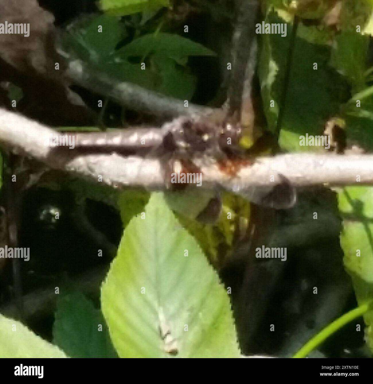 Common Whitetail (Plathemis lydia) Insecta Stock Photo - Alamy