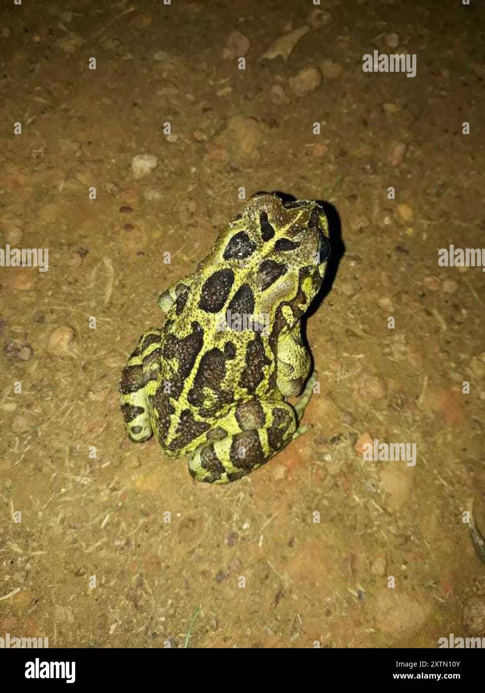 Western Leopard Toad (Sclerophrys pantherina) Amphibia Stock Photo - Alamy