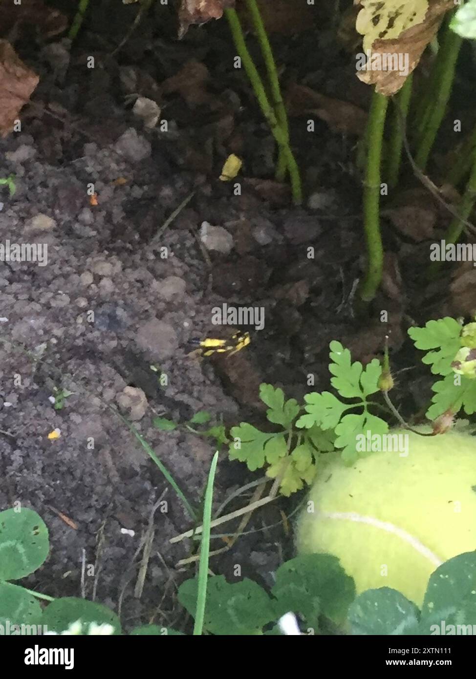 Ants, Bees, and Stinging Wasps (Aculeata) Insecta Stock Photo - Alamy