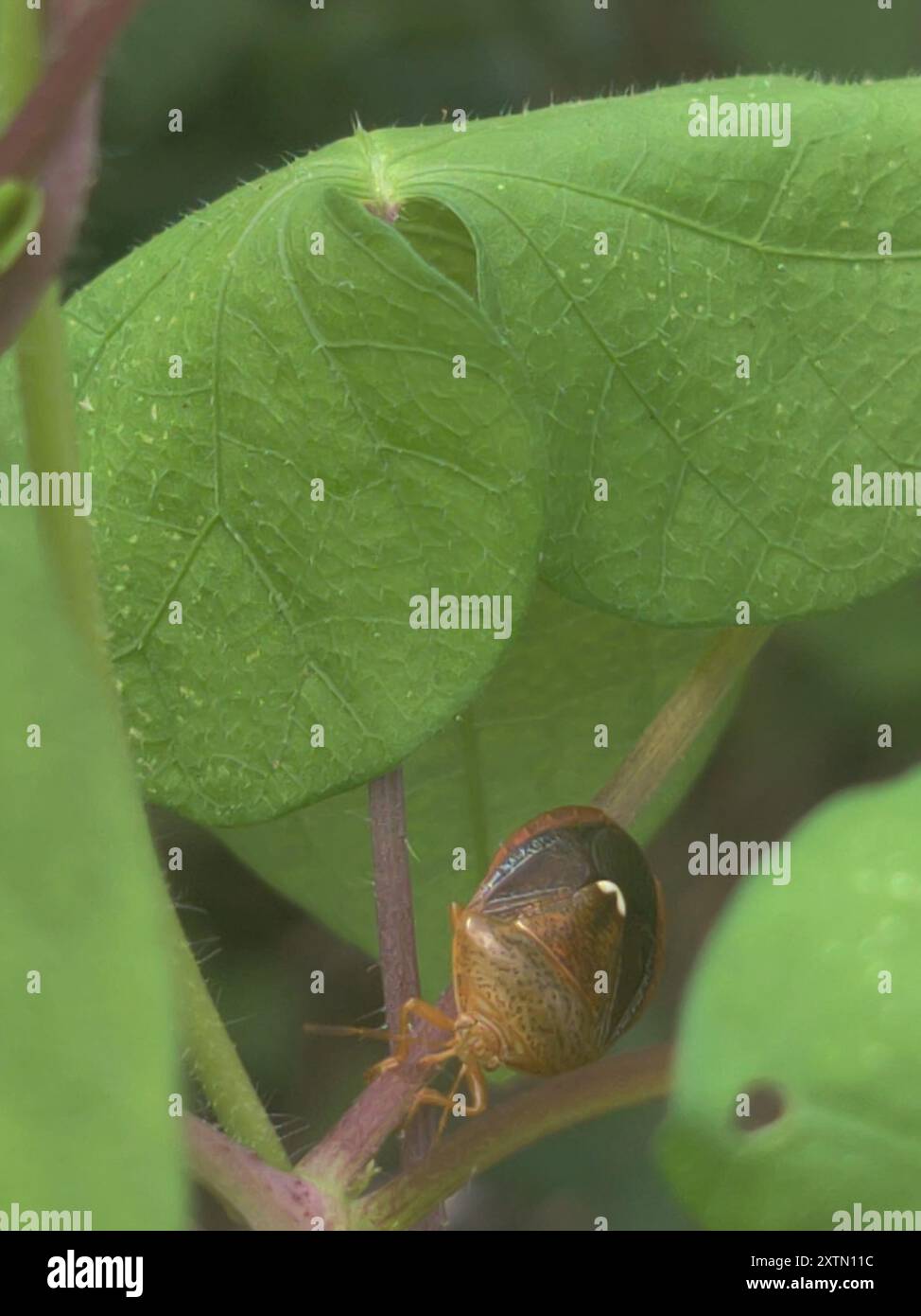 (Ascra bifida) Insecta Stock Photo - Alamy