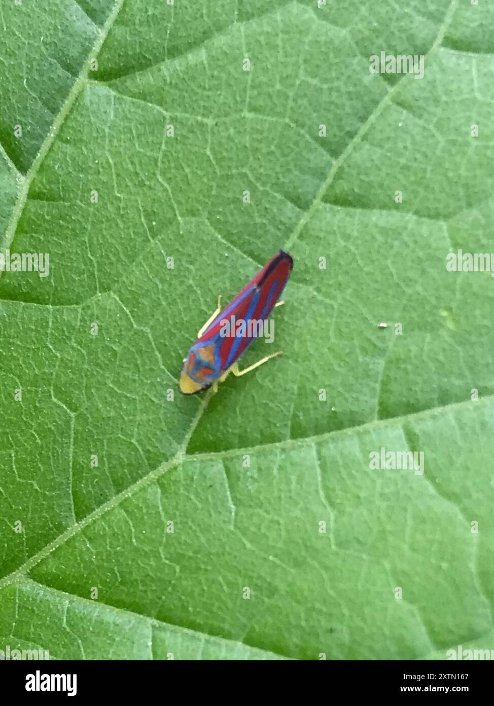 Red-banded Leafhopper (Graphocephala coccinea) Insecta Stock Photo - Alamy