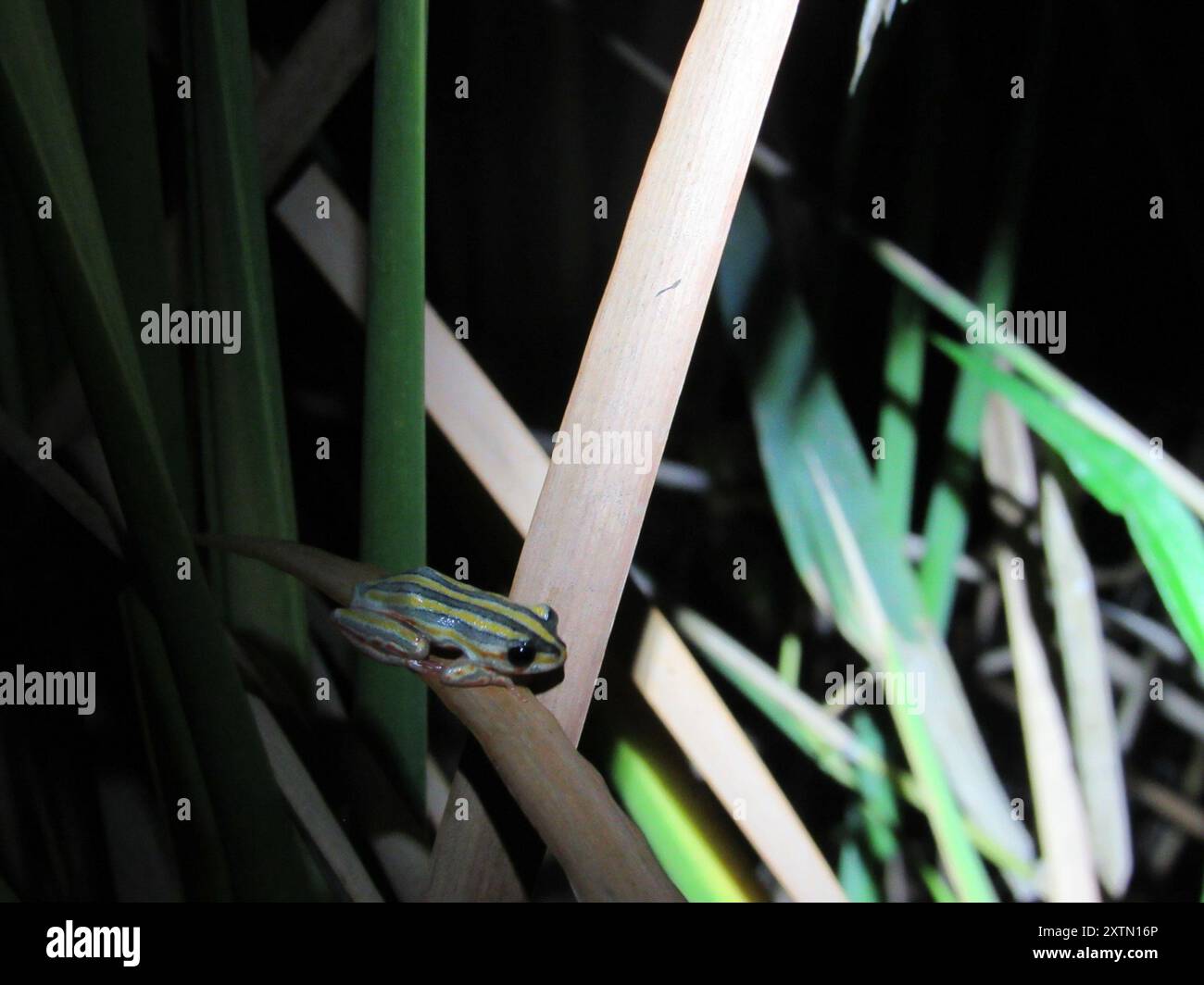 Painted Reed Frog (Hyperolius marmoratus) Amphibia Stock Photo - Alamy