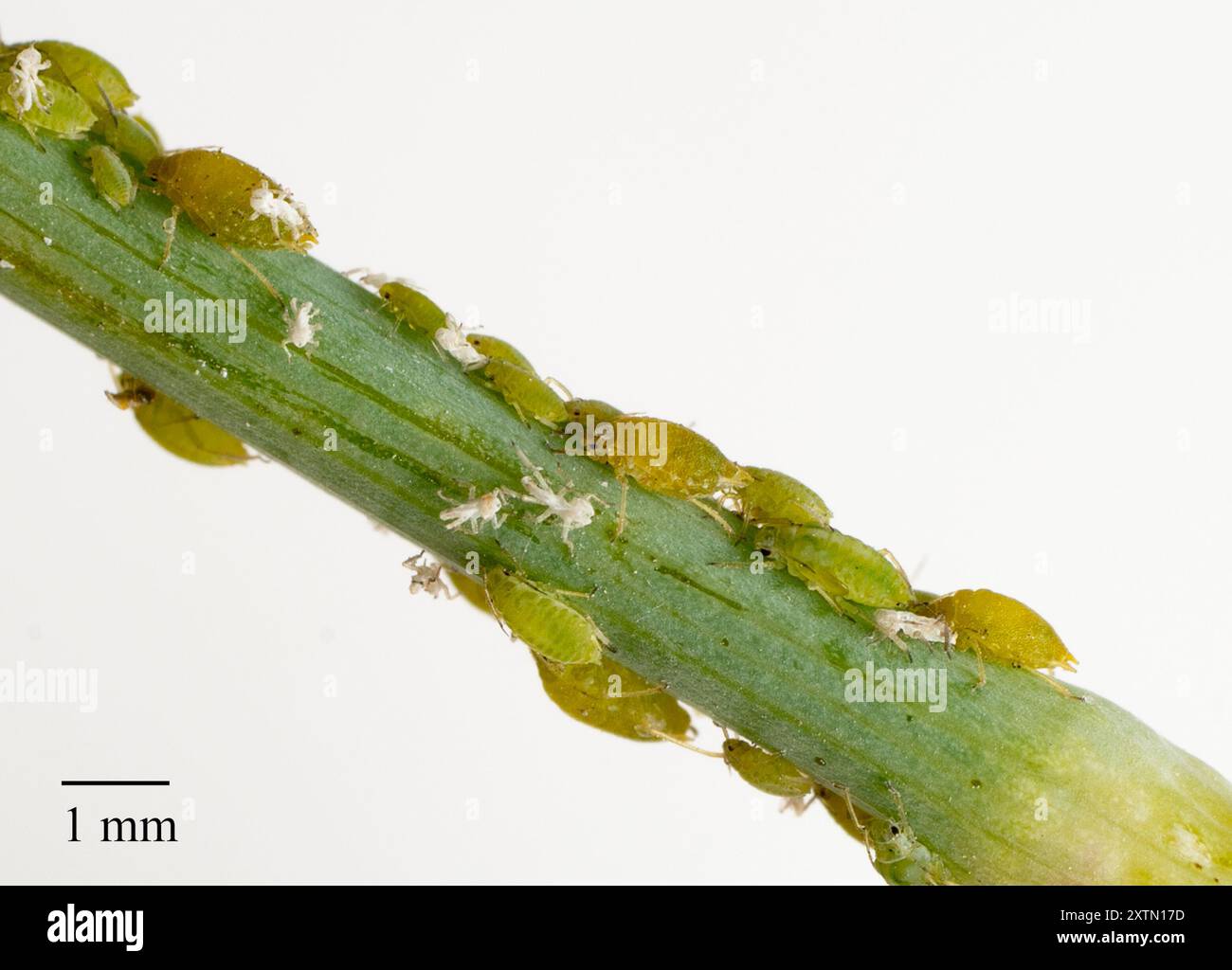 Carrot Aphid (Cavariella aegopodii) Insecta Stock Photo - Alamy
