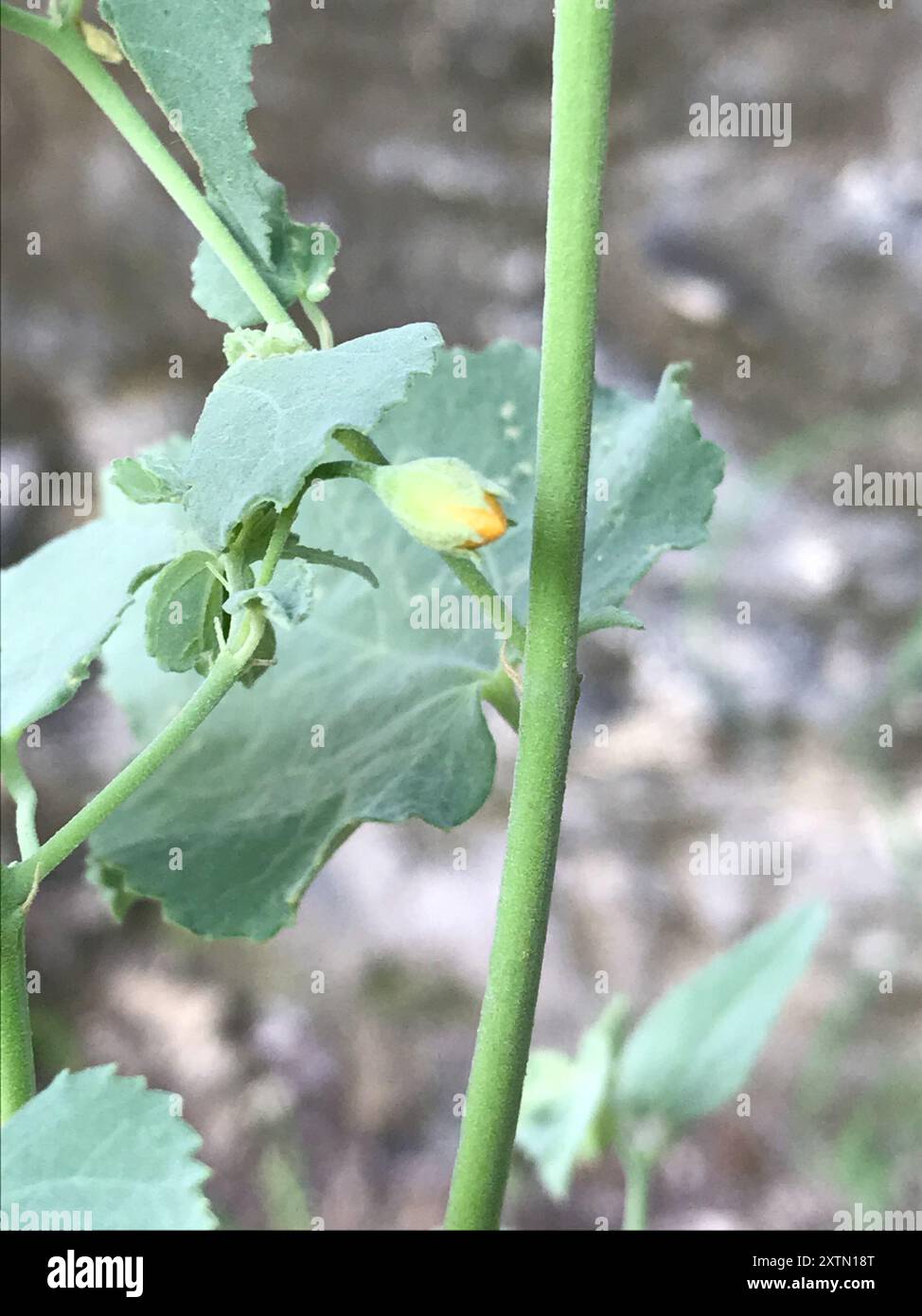 sweet Indian Mallow (Abutilon fruticosum) Plantae Stock Photo - Alamy