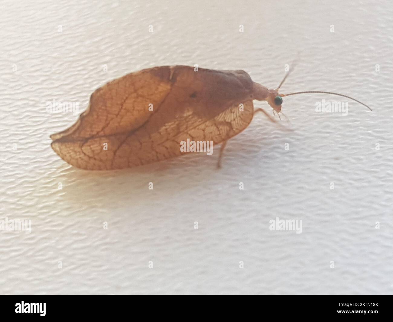 hook-winged lacewing (Drepanepteryx phalaenoides) Insecta Stock Photo ...