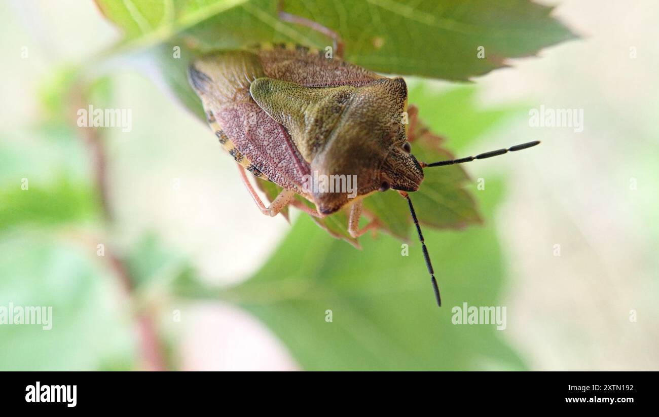 Black-shouldered Shieldbug (Carpocoris purpureipennis) Insecta Stock ...