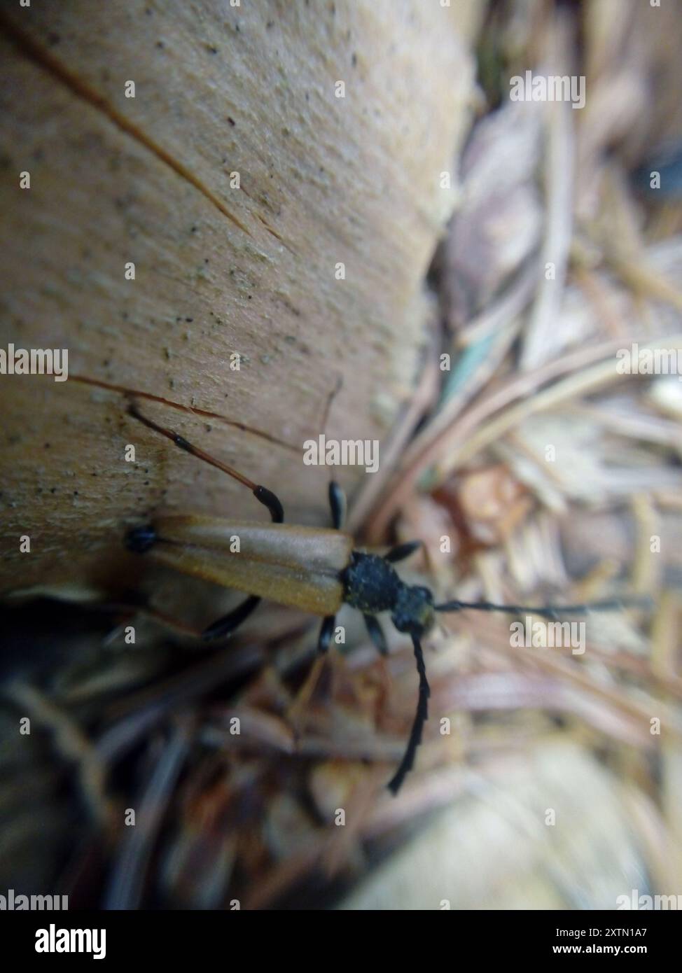 Red Pine Longhorn Beetle (Stictoleptura rubra) Insecta Stock Photo - Alamy