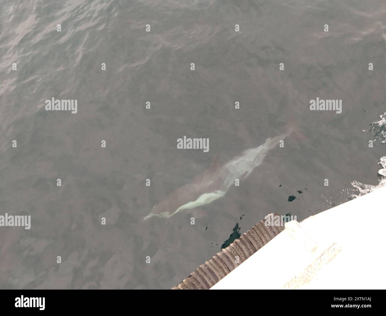 Common Dolphin (Delphinus delphis) Mammalia Stock Photo - Alamy