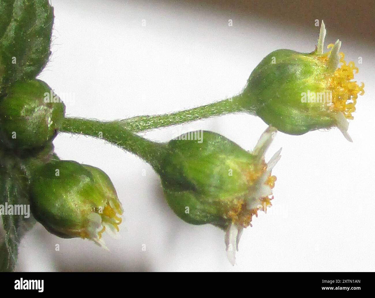 Gallant Soldier (Galinsoga parviflora) Plantae Stock Photo - Alamy