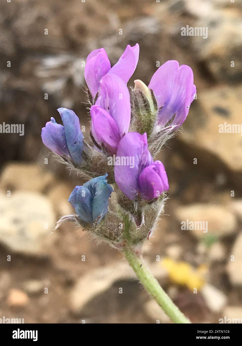 milkvetches, locoweeds, and allies (Galegeae) Plantae Stock Photo - Alamy