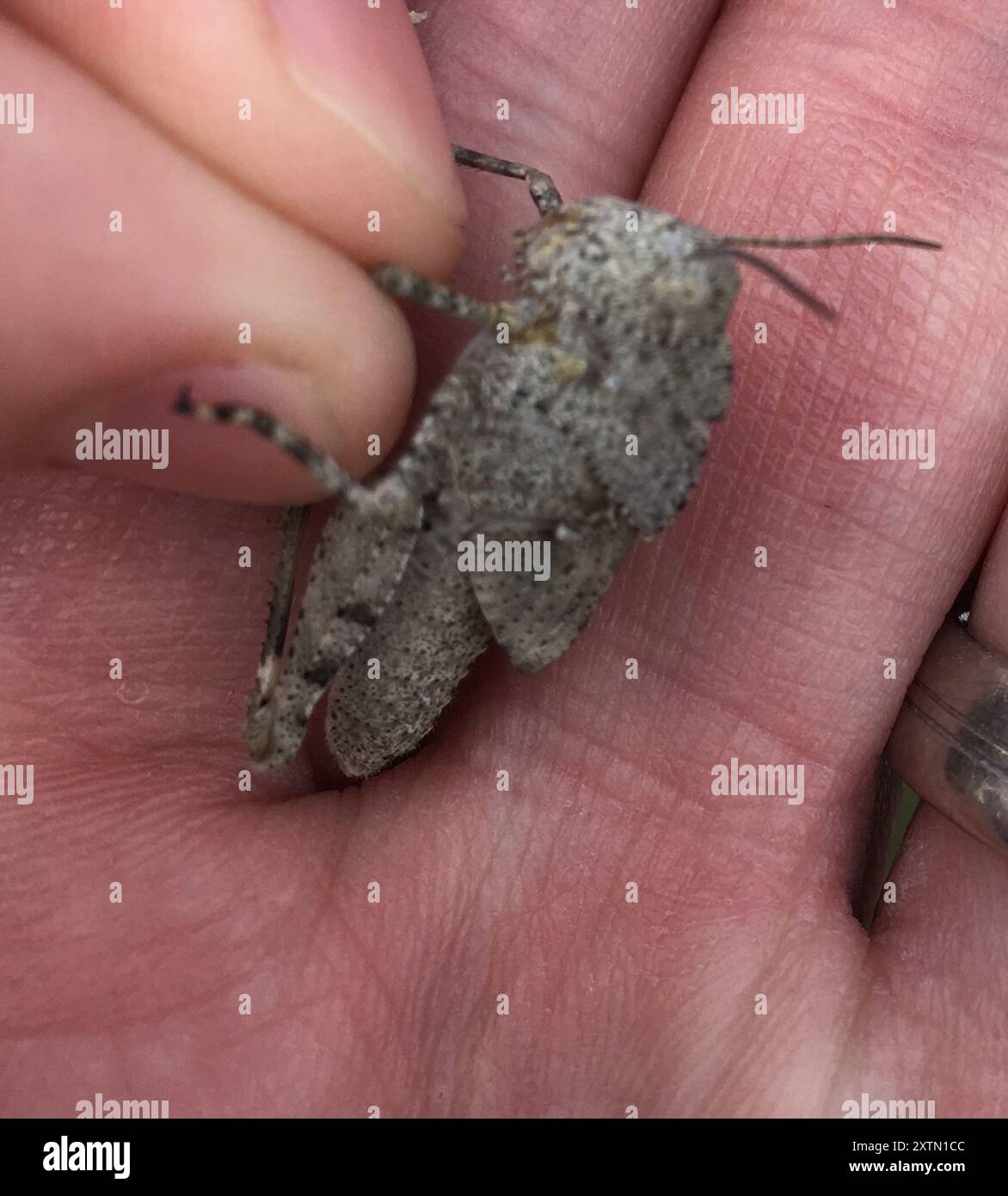 Carolina Grasshopper (Dissosteira carolina) Insecta Stock Photo - Alamy