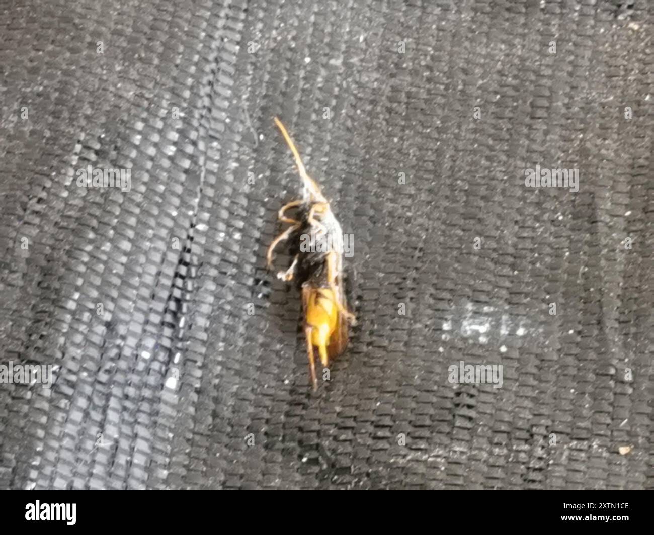 Giant Woodwasp (Urocerus gigas) Insecta Stock Photo - Alamy