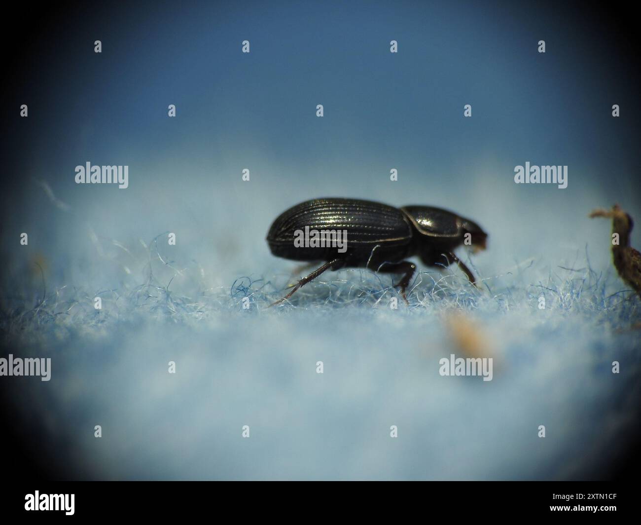 Bark-gnawing Beetles (Trogossitidae) Insecta Stock Photo - Alamy