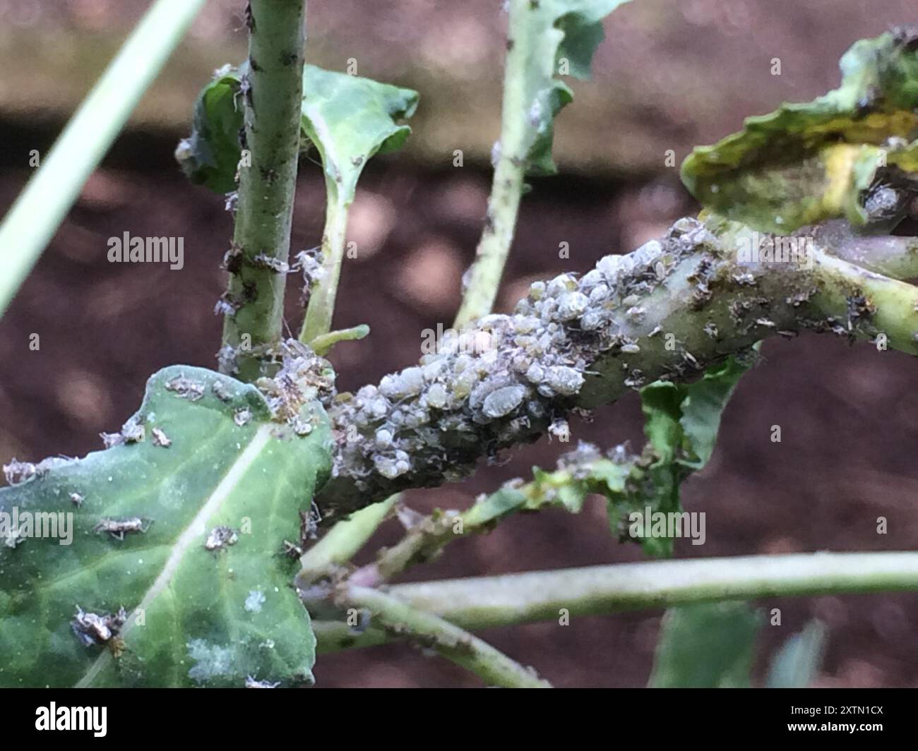 Cabbage Aphid (Brevicoryne brassicae) Insecta Stock Photo - Alamy