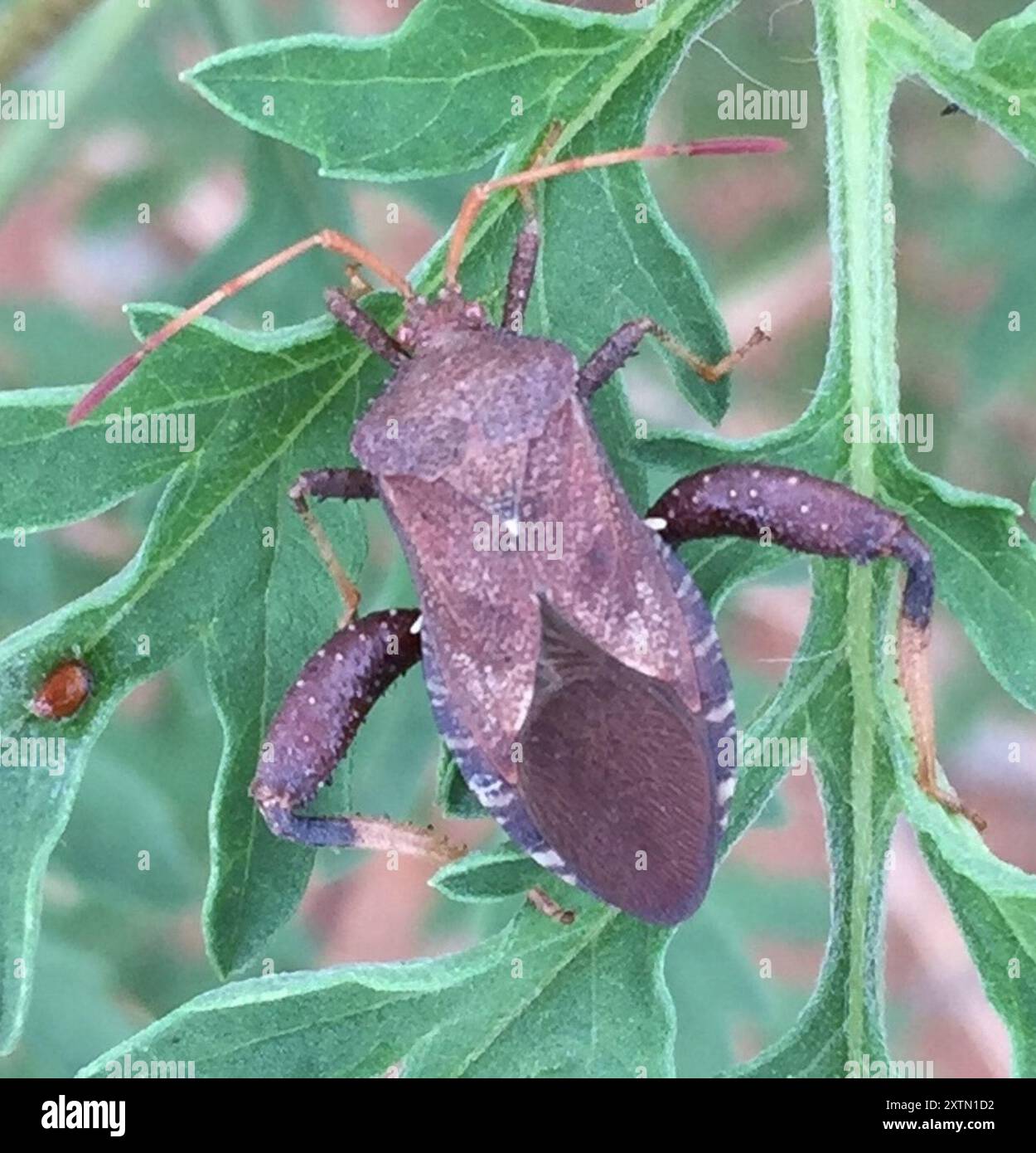 Helmeted Squash Bug (Euthochtha galeator) Insecta Stock Photo - Alamy