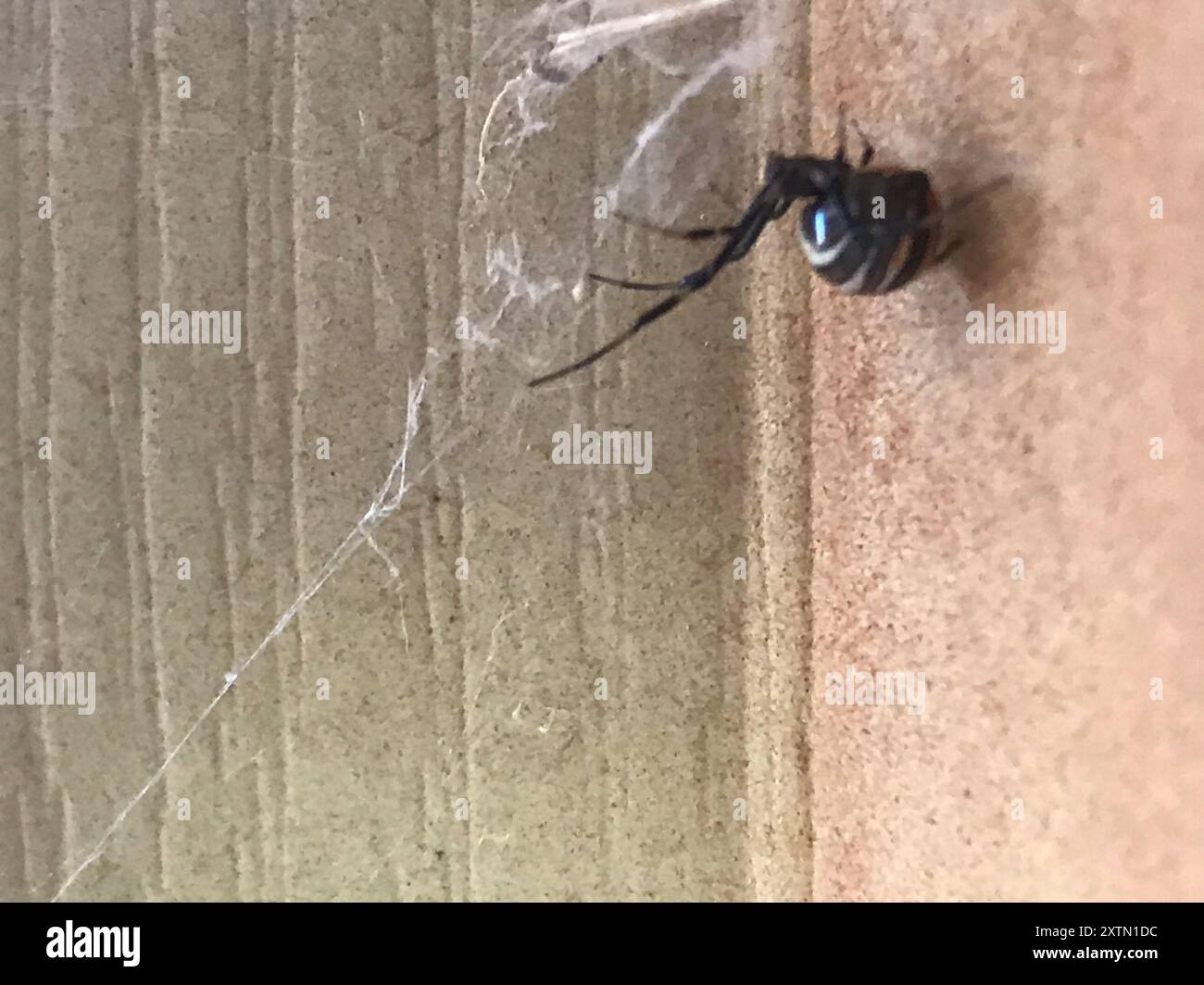 Widow Spiders (Latrodectus) Arachnida Stock Photo - Alamy