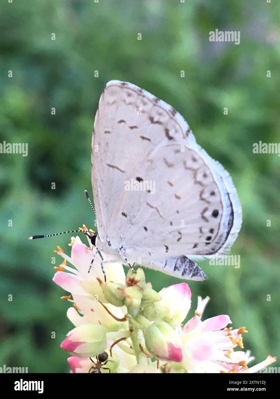 Summer Azure (Celastrina neglecta) Insecta Stock Photo - Alamy