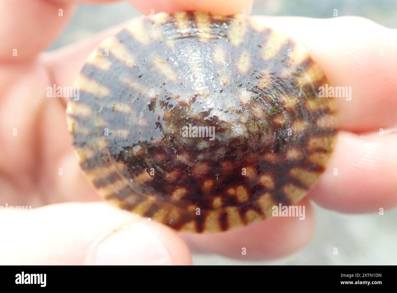 Plate Limpet (Lottia scutum) Mollusca Stock Photo - Alamy