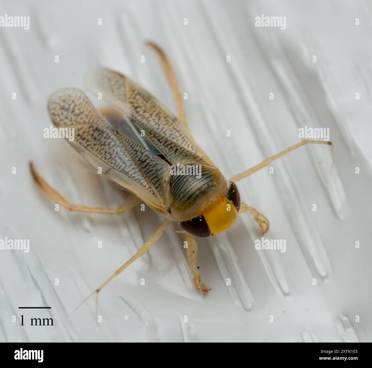 Water Boatmen (Corixidae) Insecta Stock Photo - Alamy