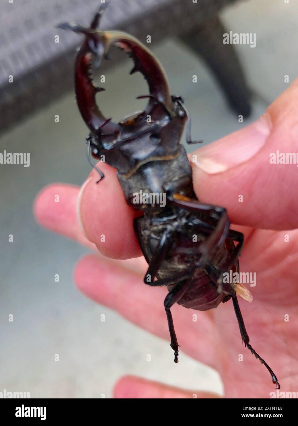 Giant Stag Beetle (Lucanus elaphus) Insecta Stock Photo - Alamy