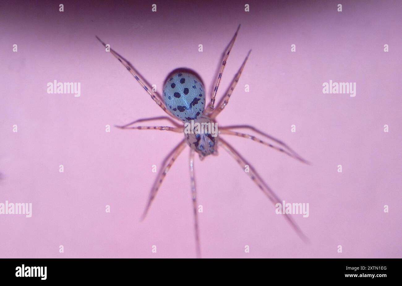 Common Spitting Spider (Scytodes thoracica) Arachnida Stock Photo - Alamy