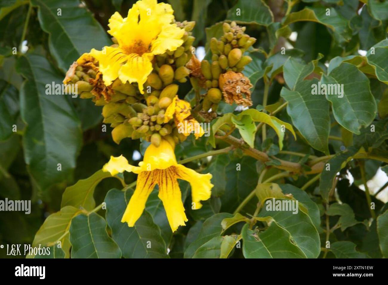Siala (Markhamia lutea) Plantae Stock Photo - Alamy