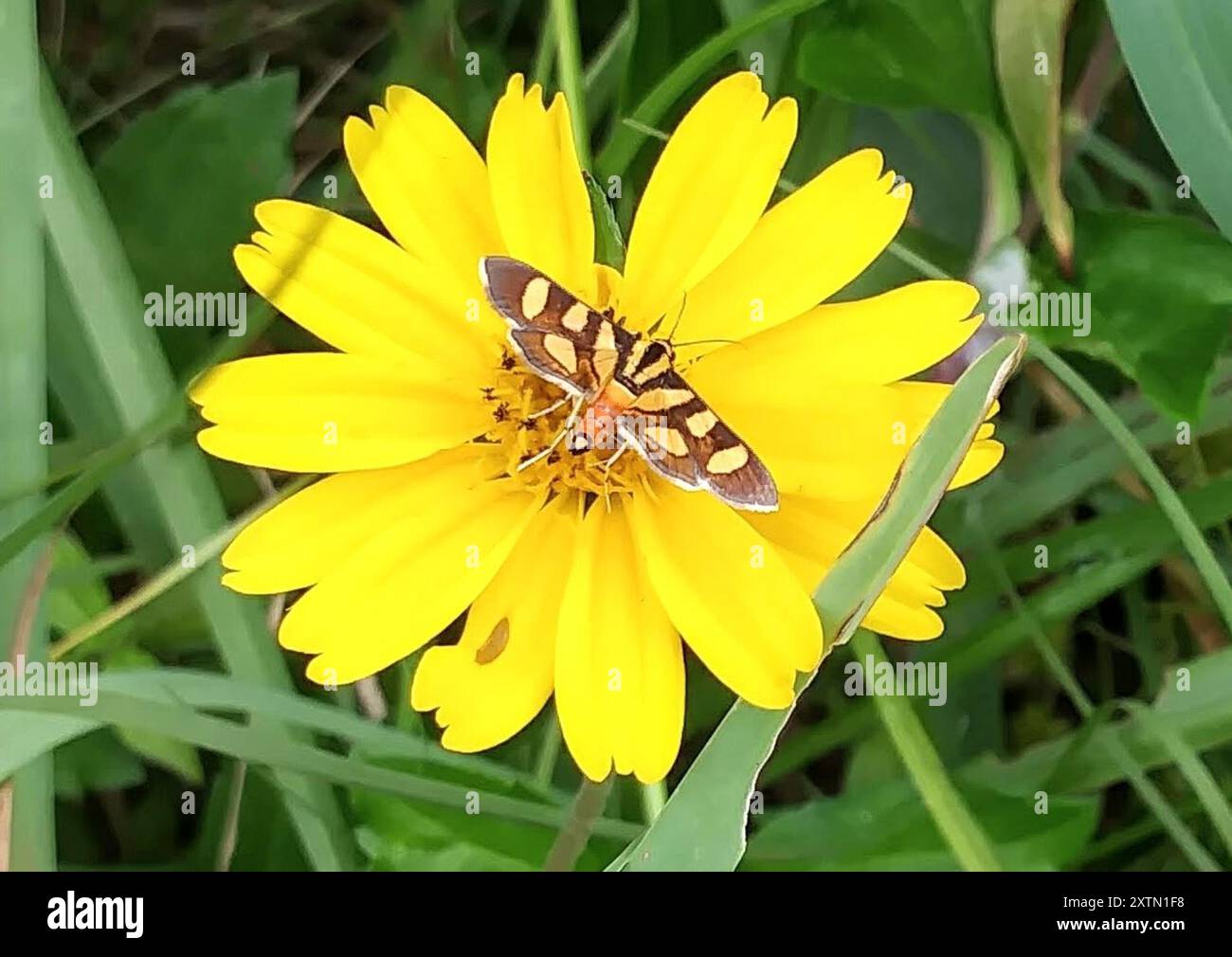 Orange-spotted Flower Moth (Syngamia florella) Insecta Stock Photo - Alamy