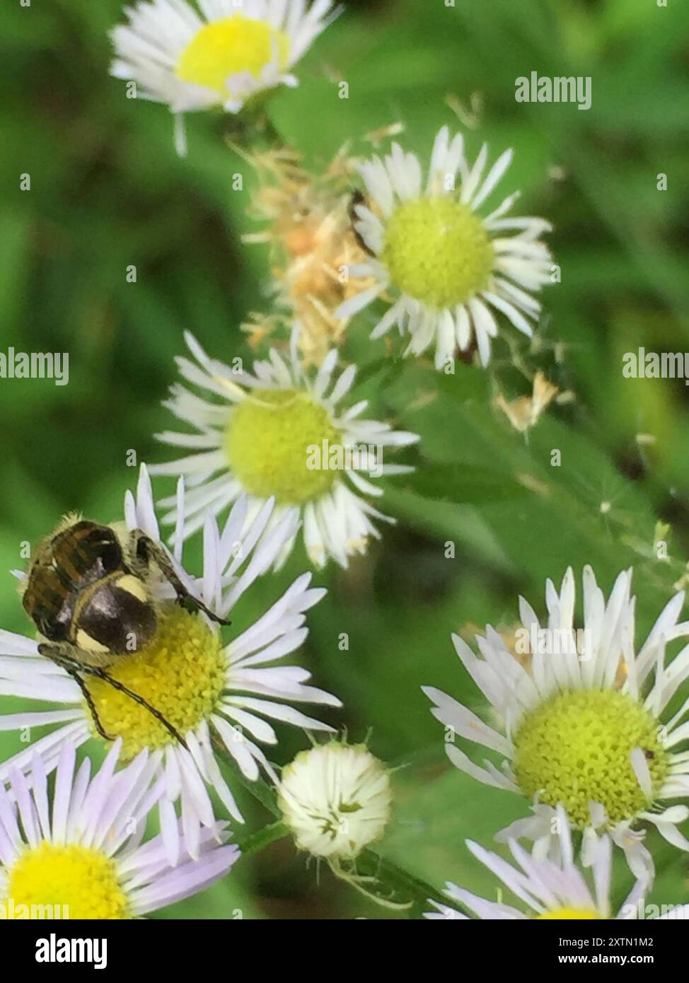 Bee-like Flower Scarab (Trichiotinus piger) Insecta Stock Photo - Alamy
