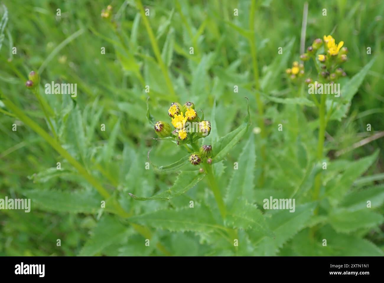 Arrowleaf Senecio (Senecio triangularis) Plantae Stock Photo - Alamy