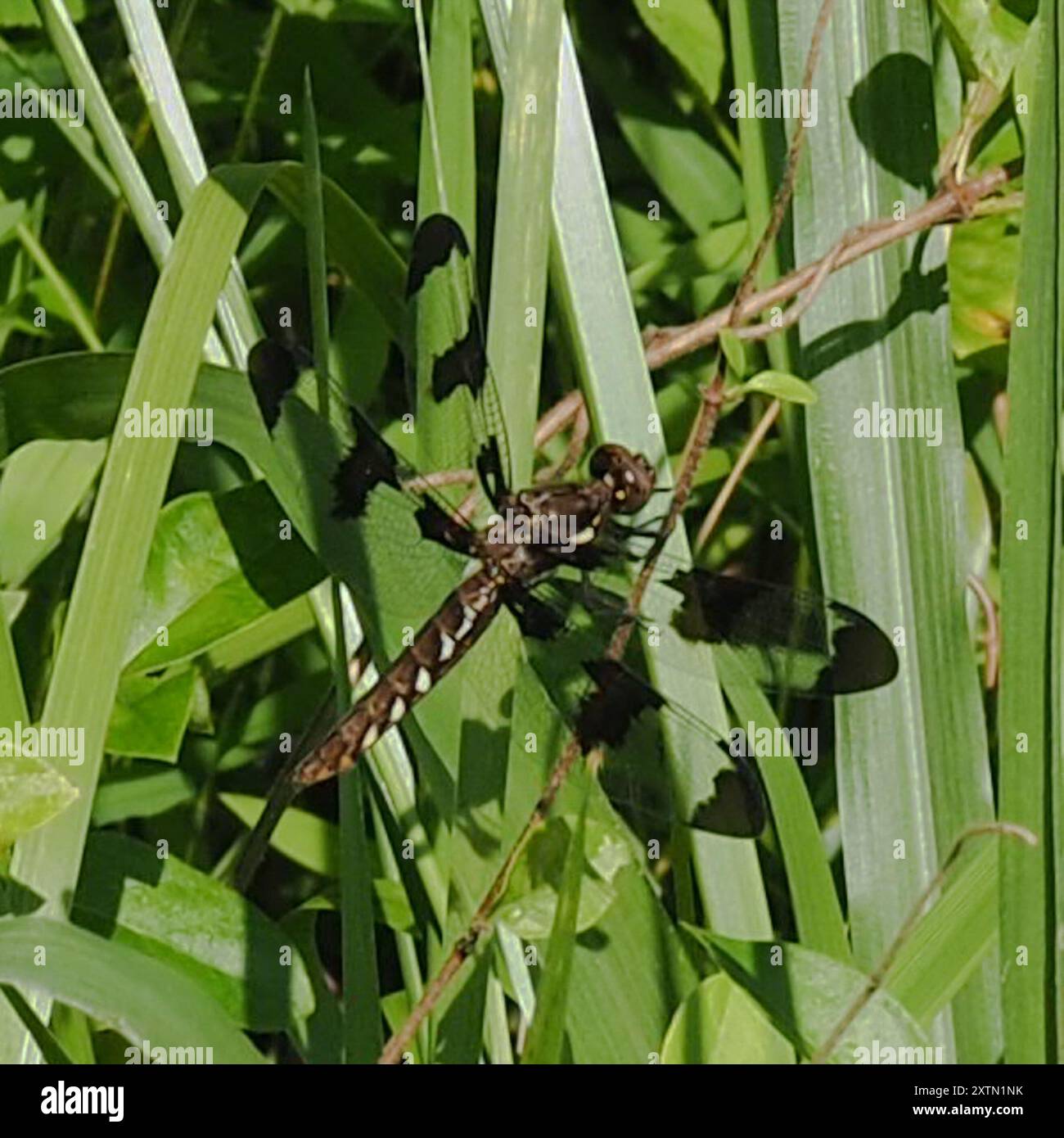 Common Whitetail (Plathemis lydia) Insecta Stock Photo - Alamy