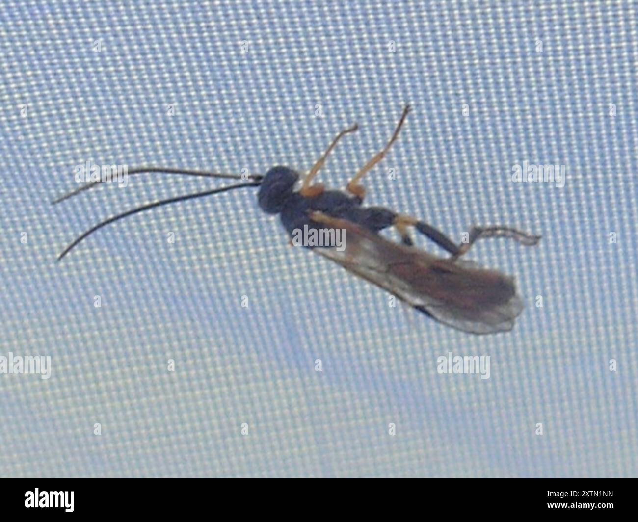 Ichneumonid Wasps (Ichneumonidae) Insecta Stock Photo - Alamy