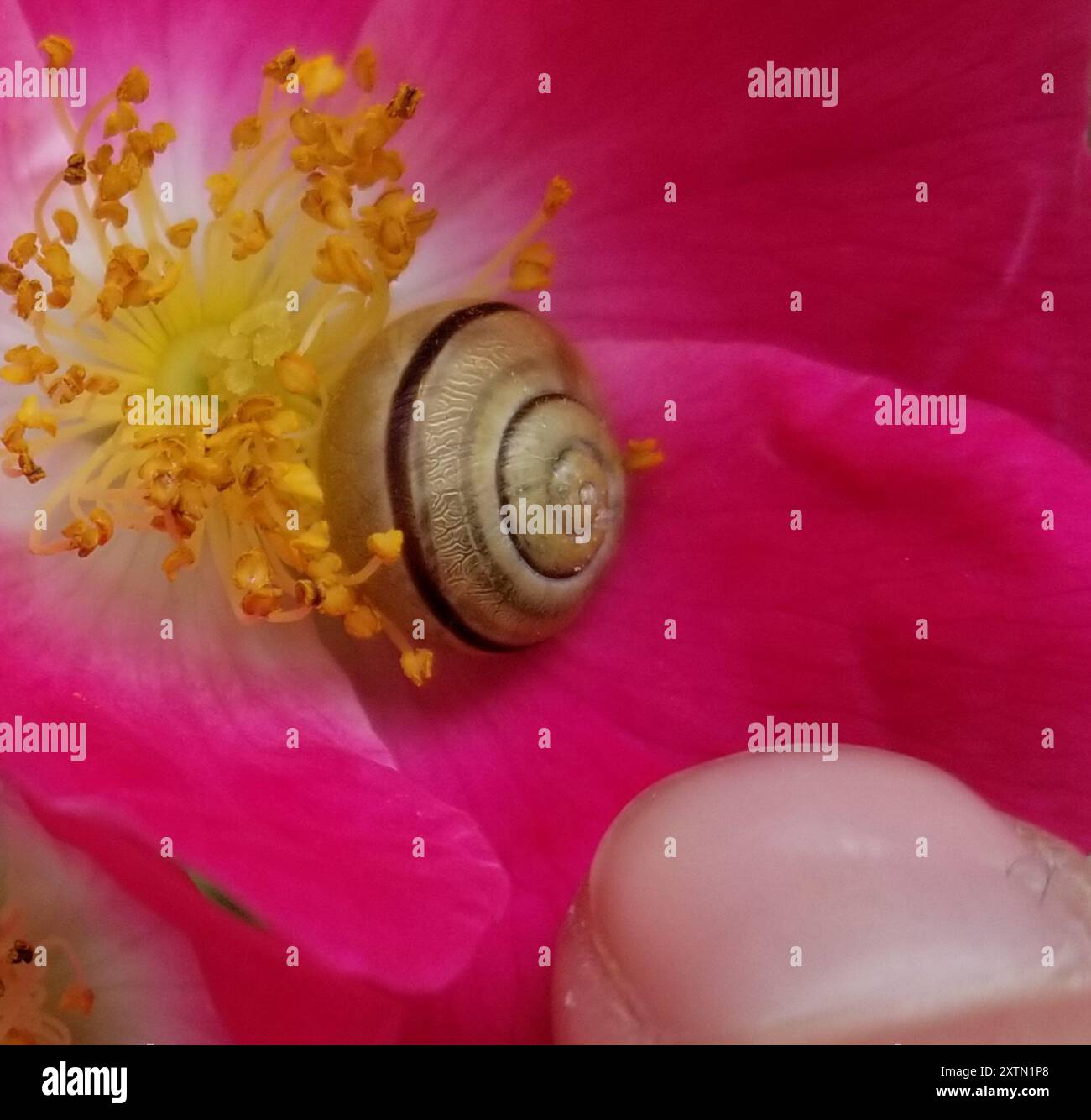 Brown-lipped Snail (Cepaea nemoralis) Mollusca Stock Photo - Alamy