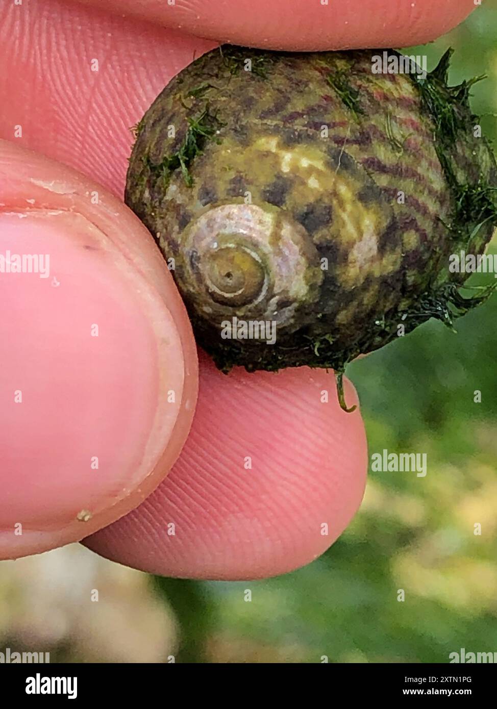 Purple Topshell (Steromphala umbilicalis) Mollusca Stock Photo - Alamy