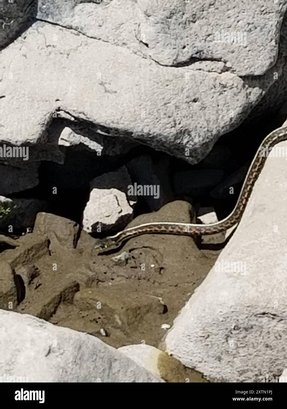 Red-spotted Garter Snake (Thamnophis sirtalis concinnus) Reptilia Stock ...