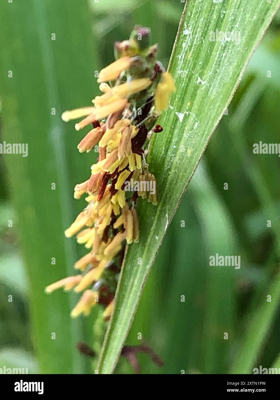 eastern gamagrass (Tripsacum dactyloides) Plantae Stock Photo - Alamy