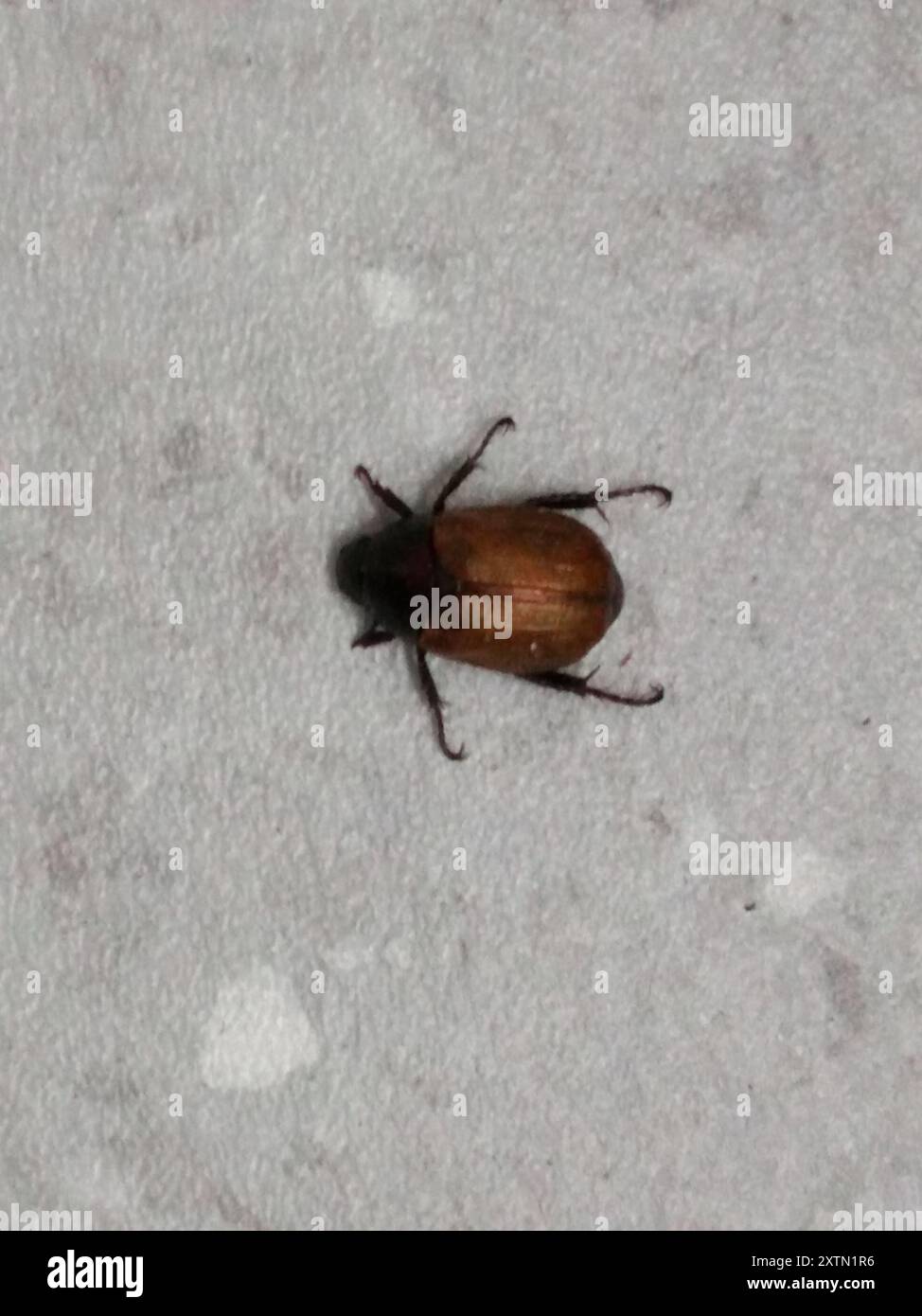 Dune Chafer (Anomala dubia) Insecta Stock Photo - Alamy